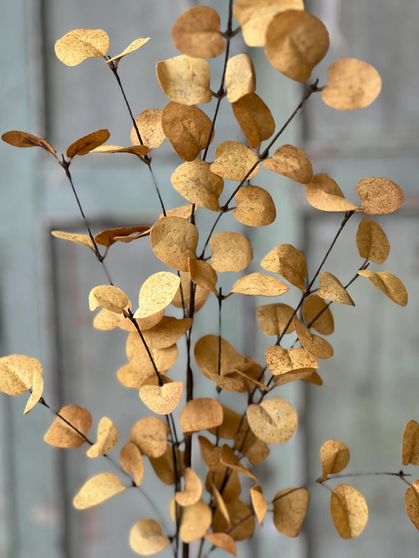 Harvest Eucalyptus Penny Leaf Stem | Mustard - The Vintage Garden